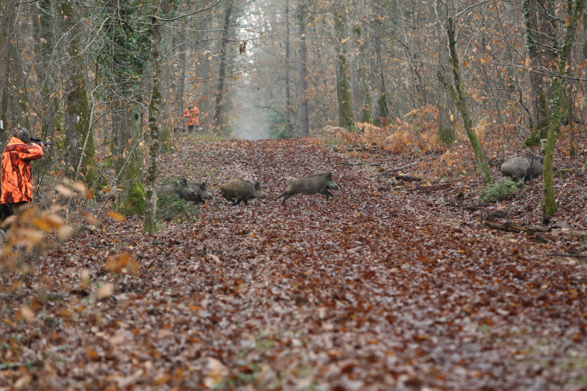 La battue classique - Association Nationale des Chasseurs de Grand Gibier