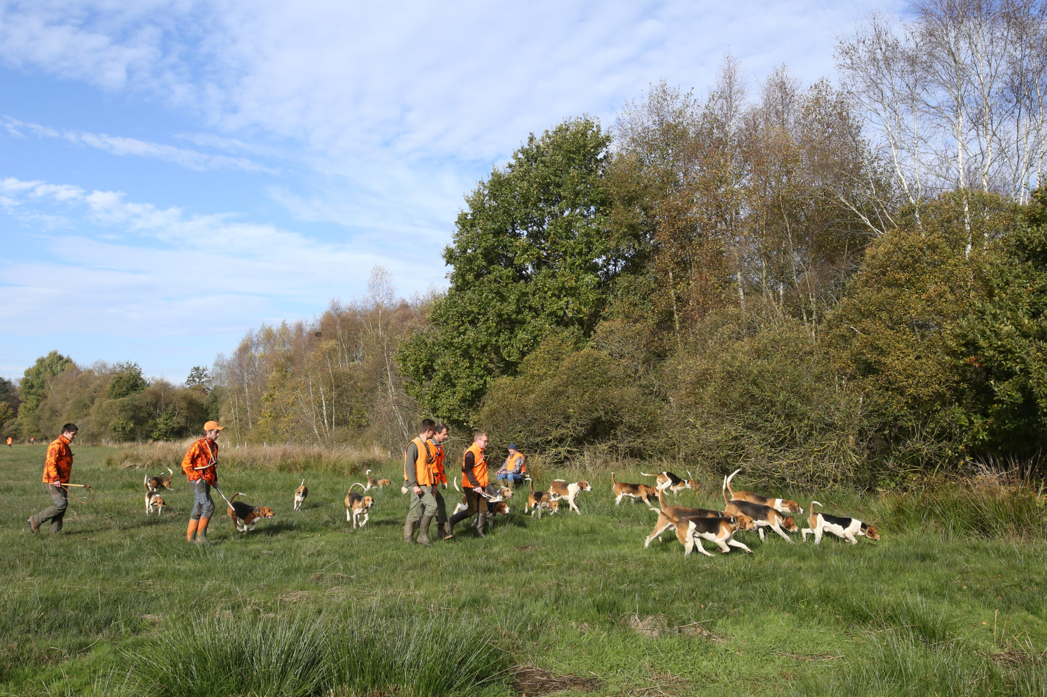 La battue aux chiens courants - Association Nationale des Chasseurs de ...