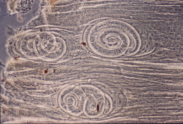 Précautions à prendre pour le risque de la trichine - Association ...